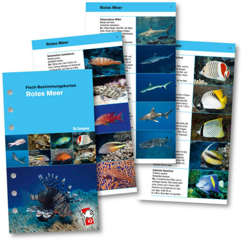 iQ Logbuch M Fish Card Fisch Bestimmungskarten Red Sea Rotes Meer DE ...